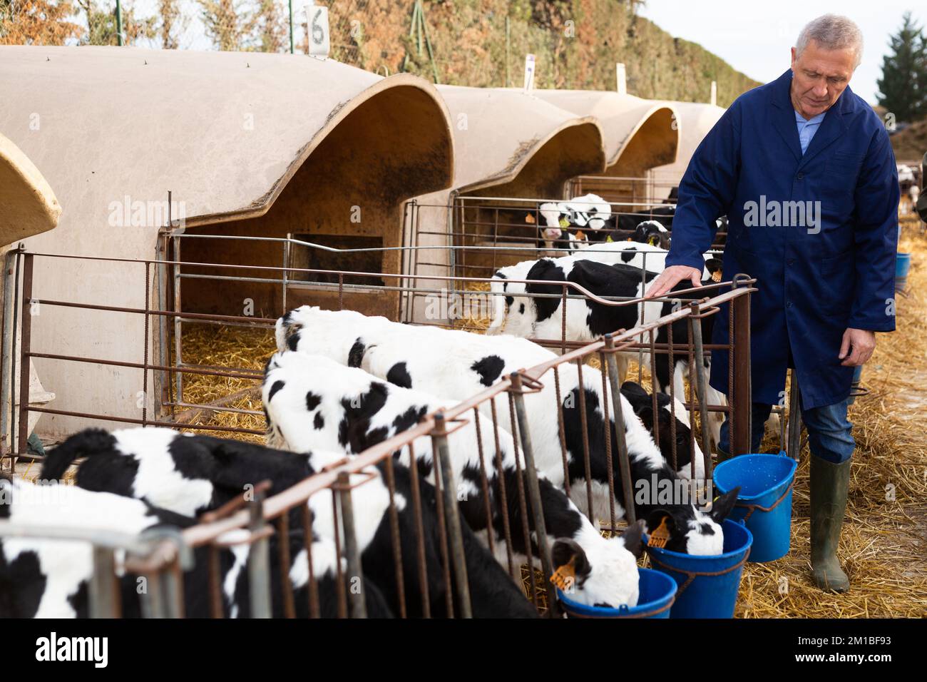Caring male farmer in uniform giving milk to calves in plastic calf ...