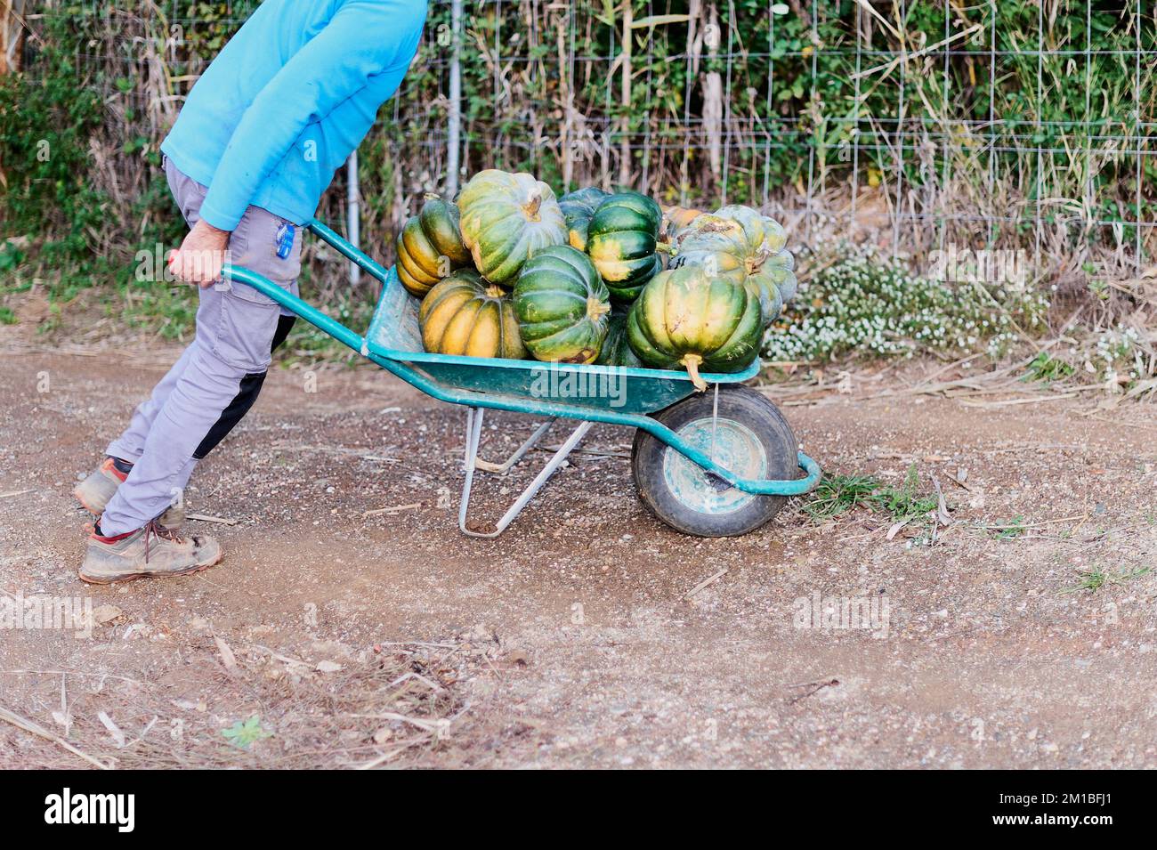Man dragging a heavy wheelbarrow full of organic pumpkins ready for ...