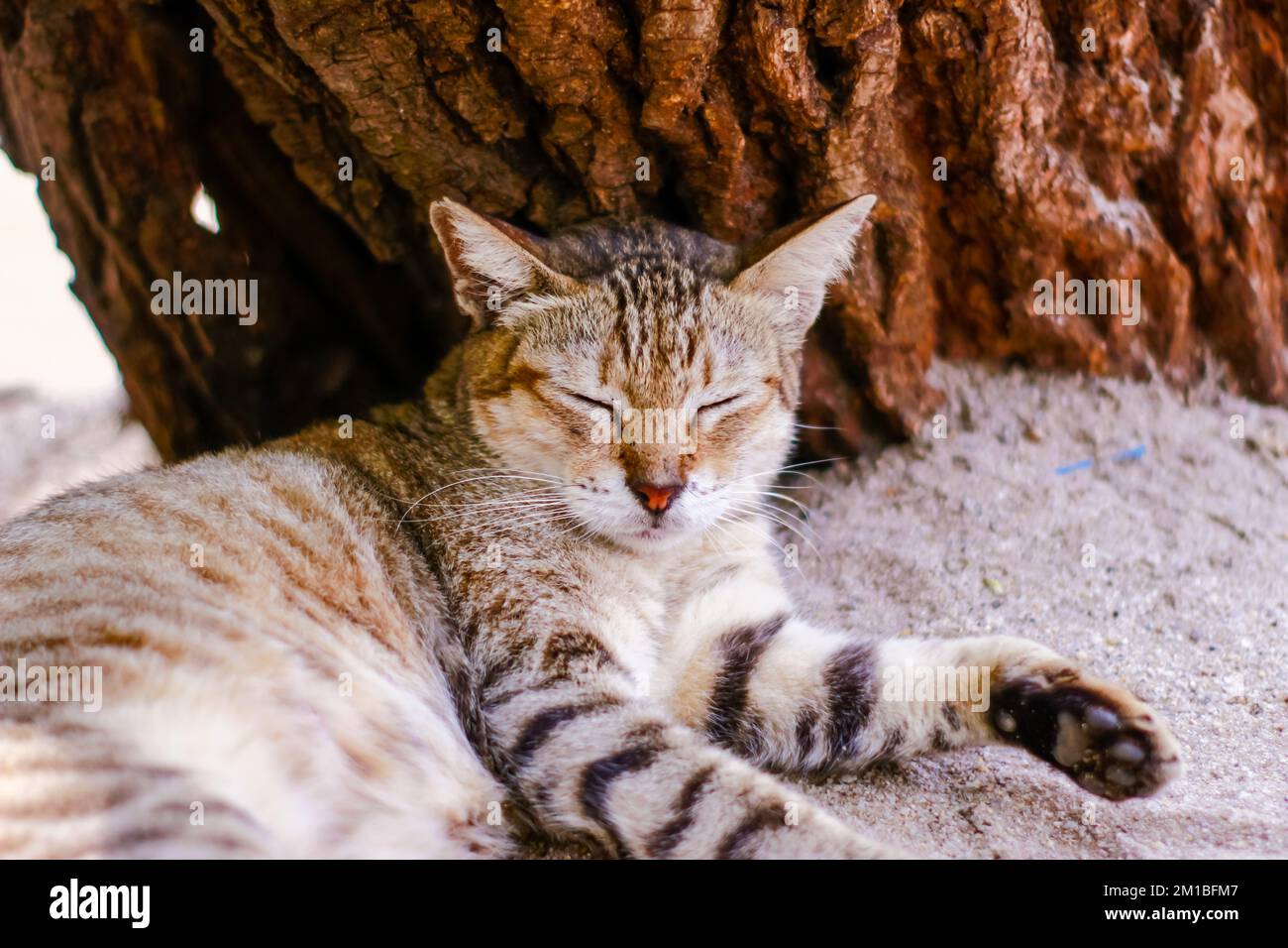 Cat under a tree hi-res stock photography and images - Alamy