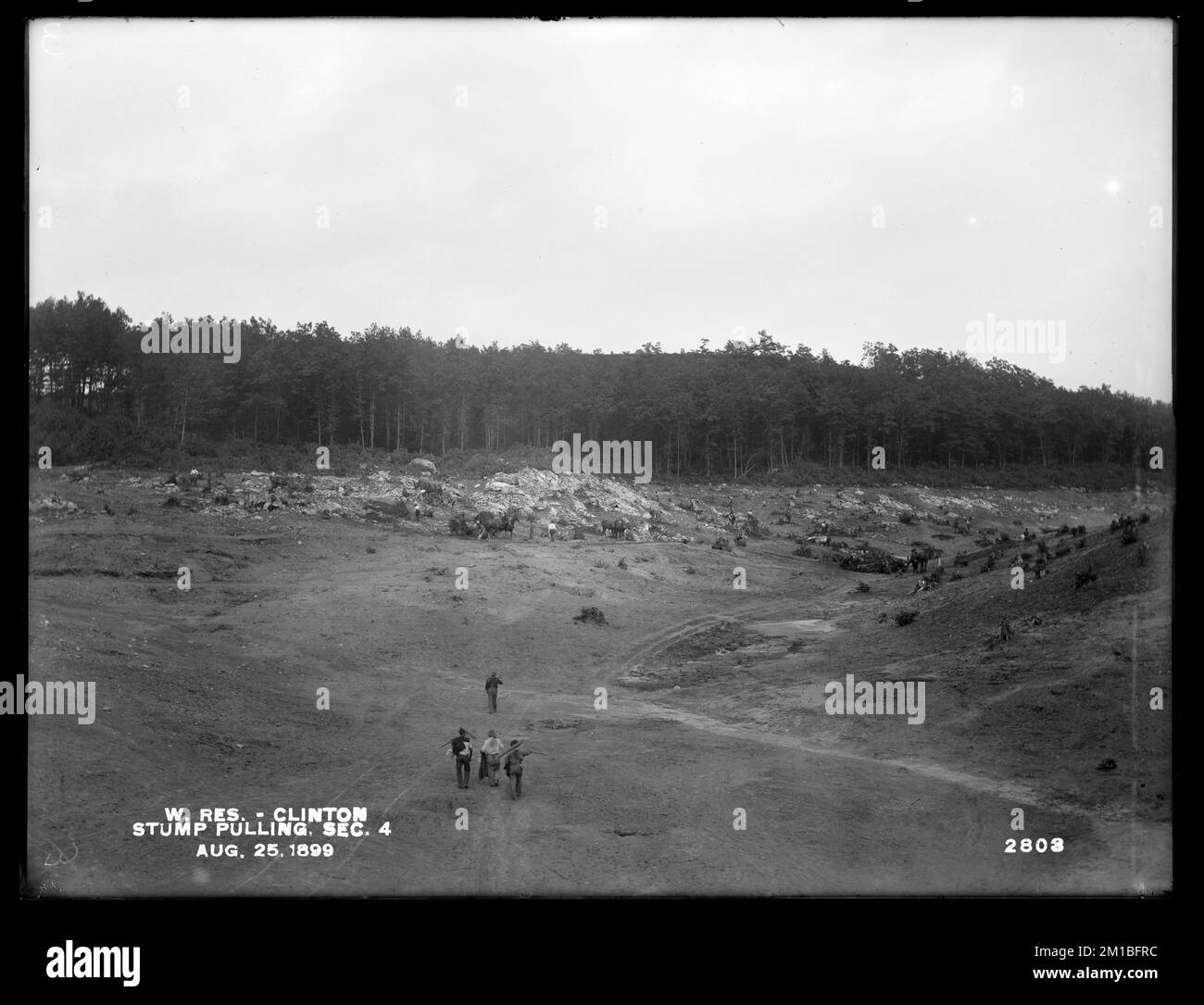 Wachusett Reservoir, general view of stump pulling, Section 4, from the ...