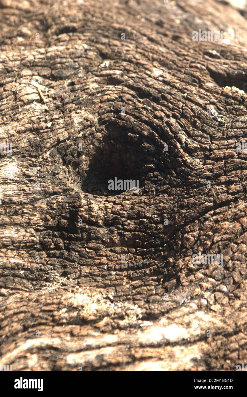 Image background, surface and texture detail of rough tree skin Stock ...