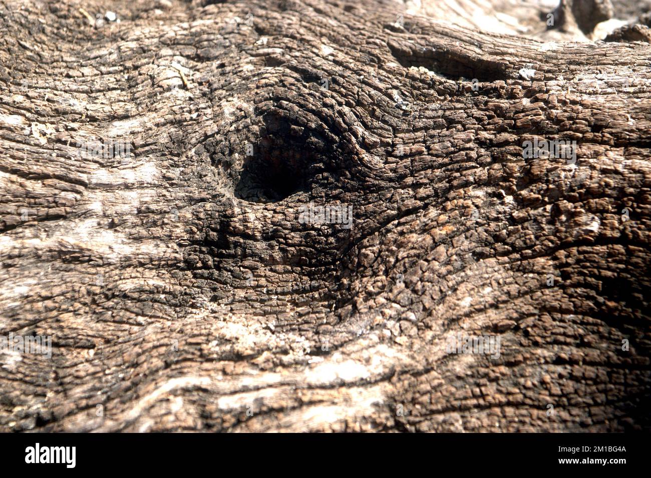 Image background, surface and texture detail of rough tree skin Stock ...