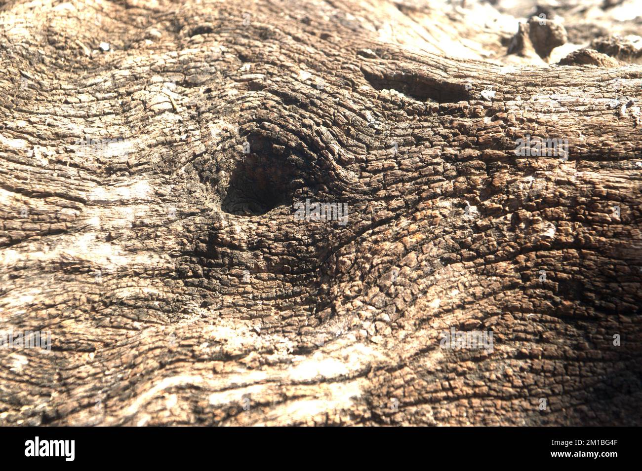 Image background, surface and texture detail of rough tree skin Stock ...