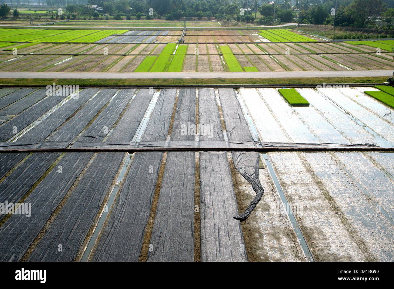 Rice planting season for the start of the rainy season in Thailand ...