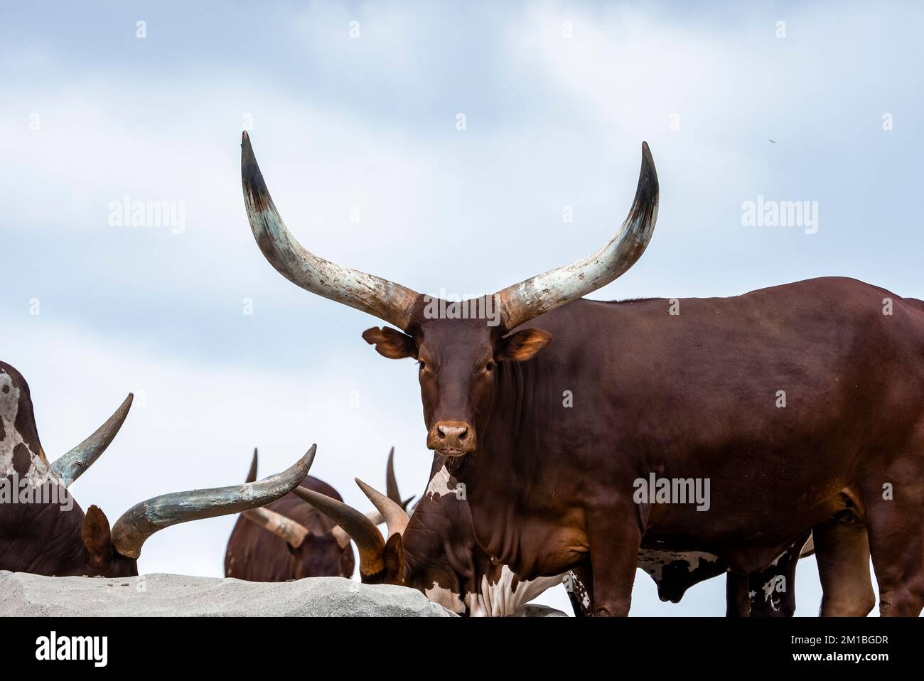 Brown ox with big horns at San Diego Safari Park Stock Photo - Alamy