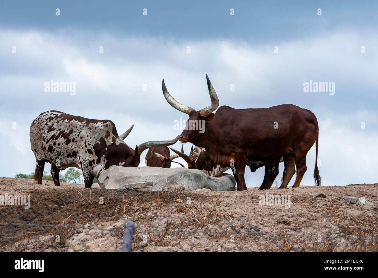Five oxen hi-res stock photography and images - Alamy