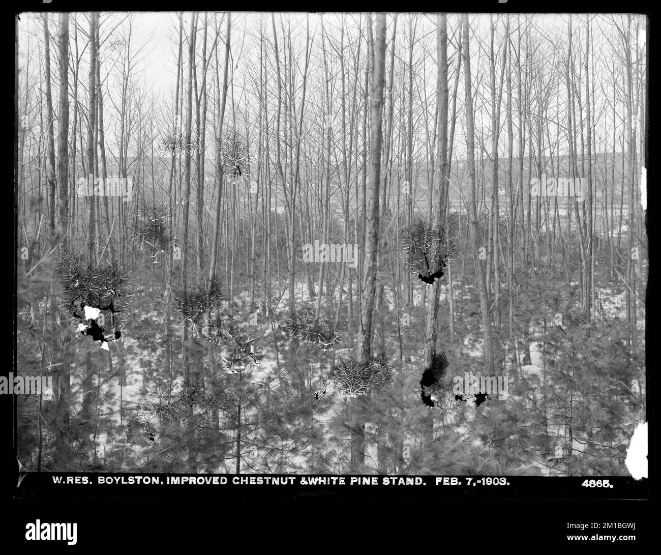 Wachusett Reservoir, improved chestnut and white pine stand, Boylston ...