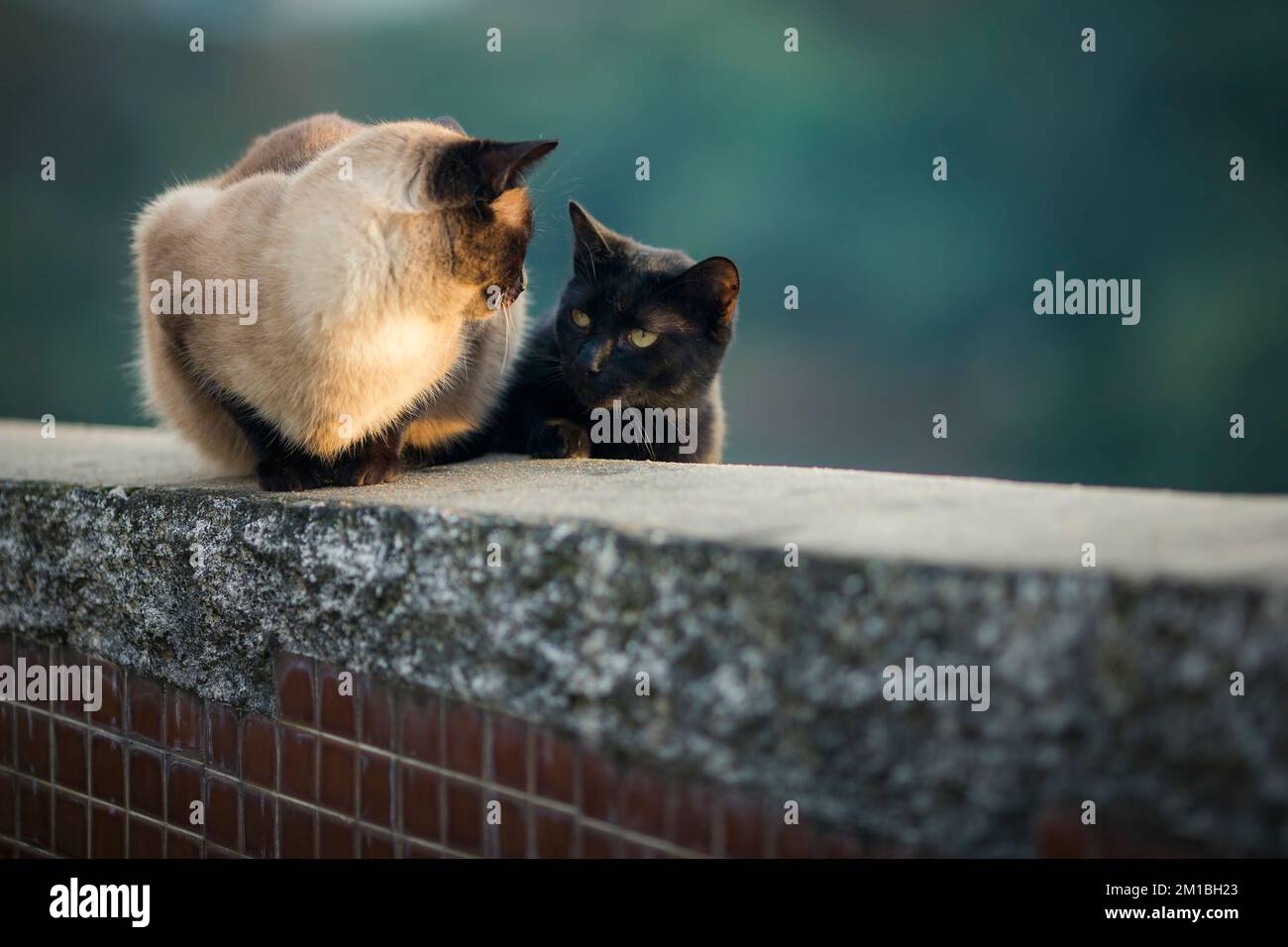 Two stray cats hi-res stock photography and images - Alamy