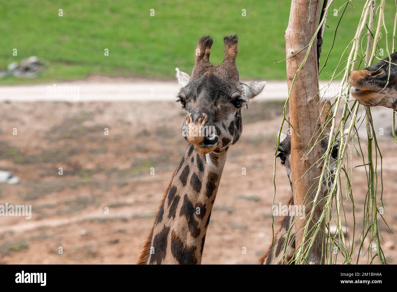 Giraffes eating twigs at Safari Park Stock Photo - Alamy