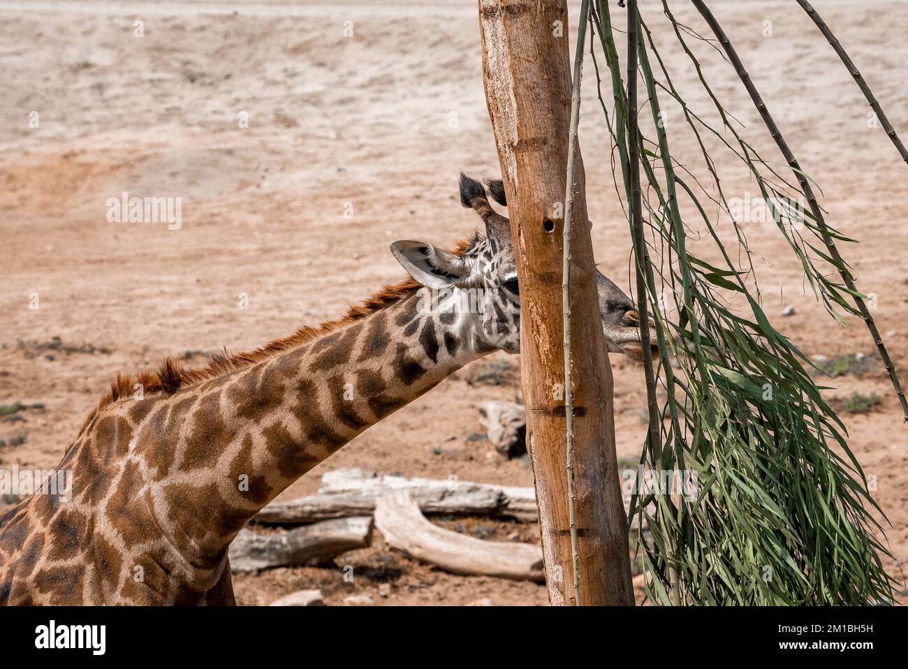 Giraffe eating leaves of tree in San Diego Safari Park Stock Photo - Alamy