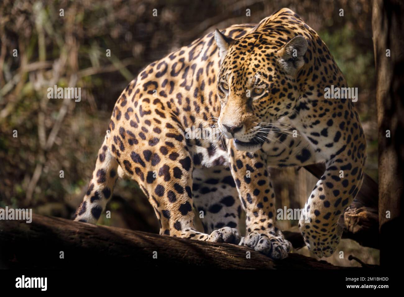 Jaguar Panthera onca majestic feline, hunting in Pantanal, Brazil Stock ...