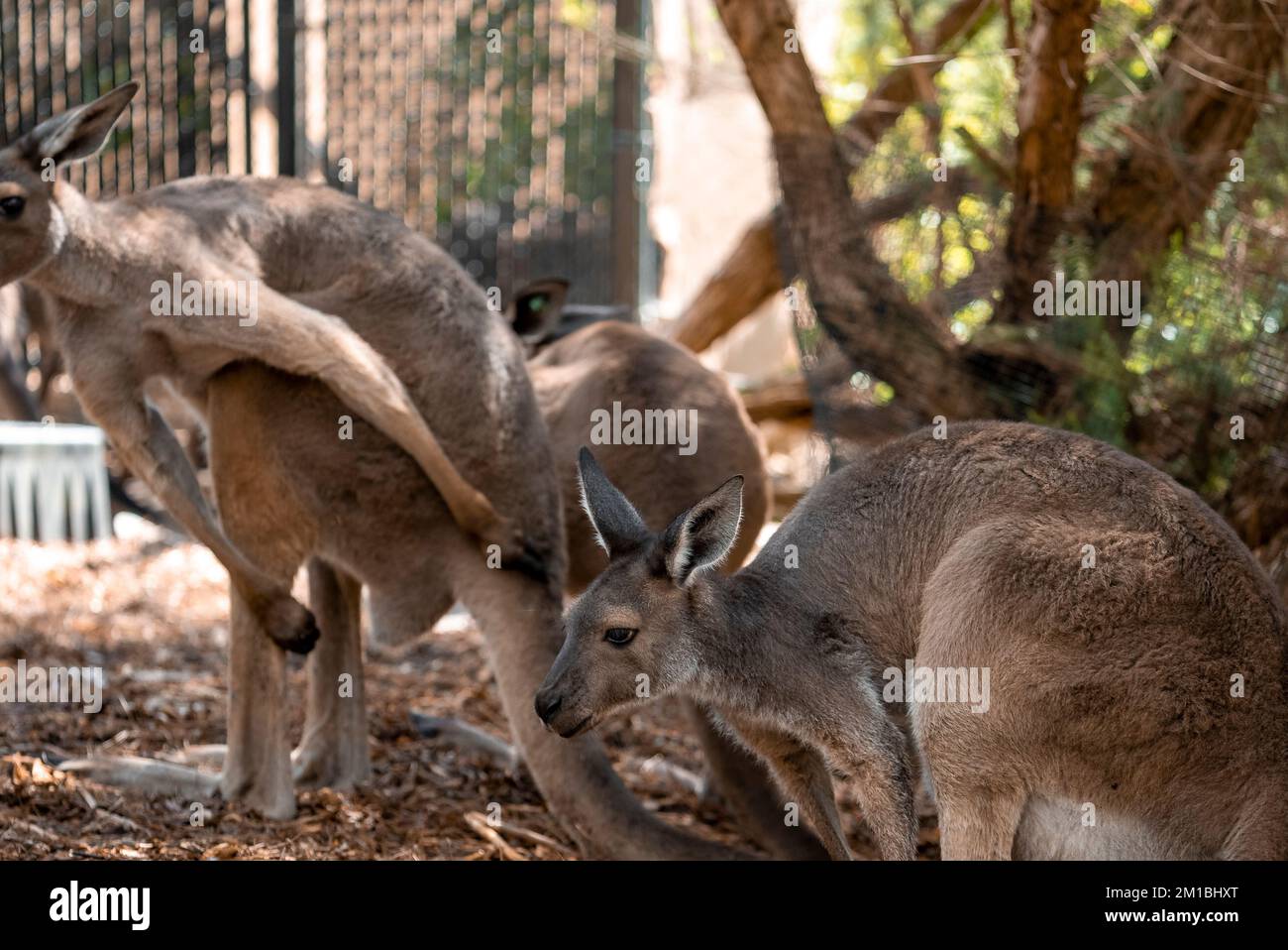 Kangaroos standing on land at San Diego Safari Park Stock Photo - Alamy