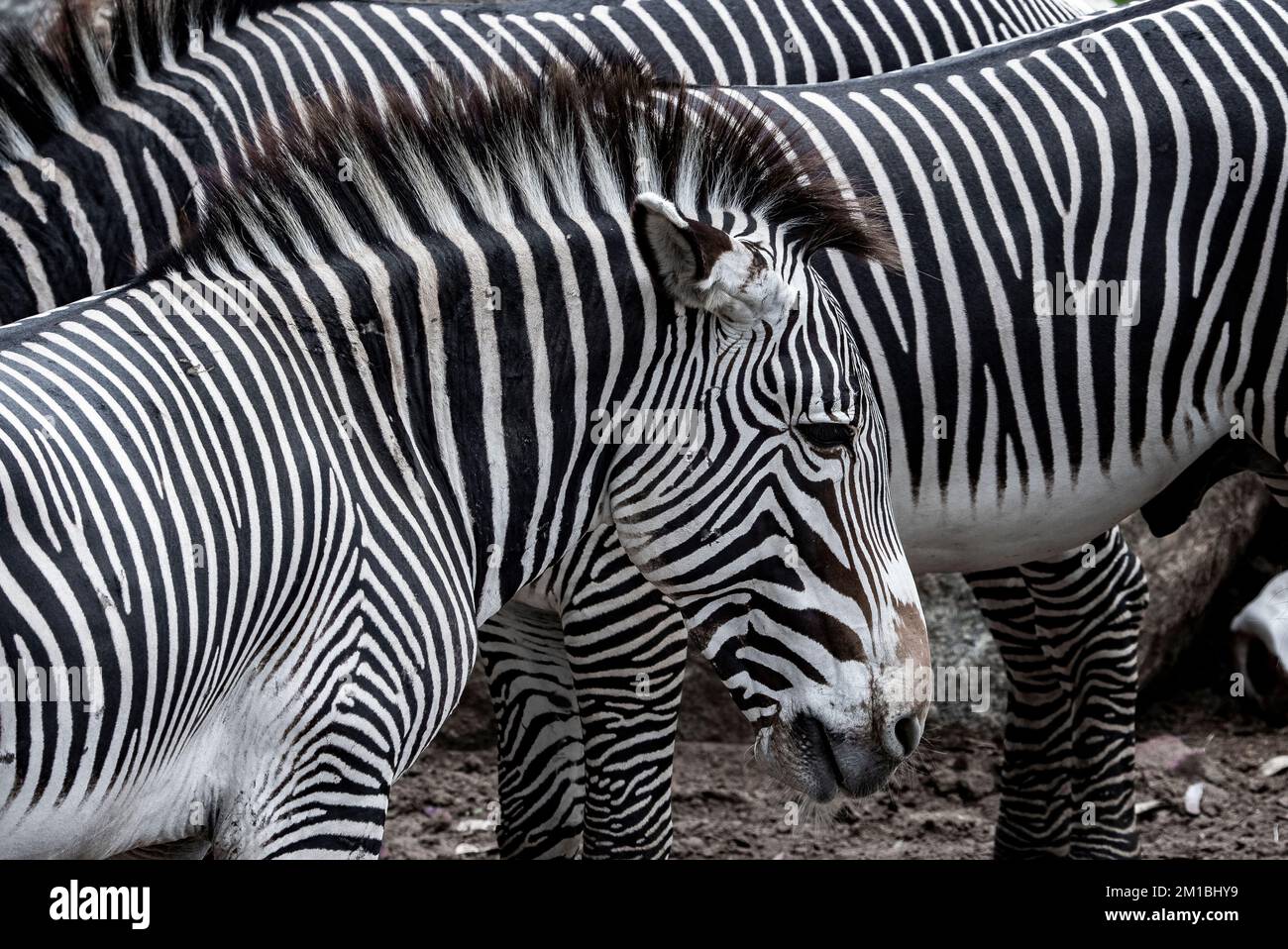 Zebra san diego zoo california hi-res stock photography and images - Alamy