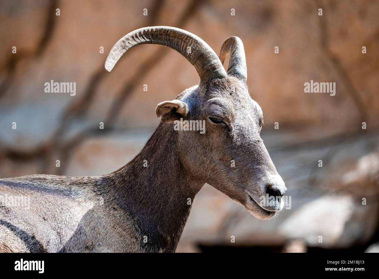 Goat head pattern hi-res stock photography and images - Alamy