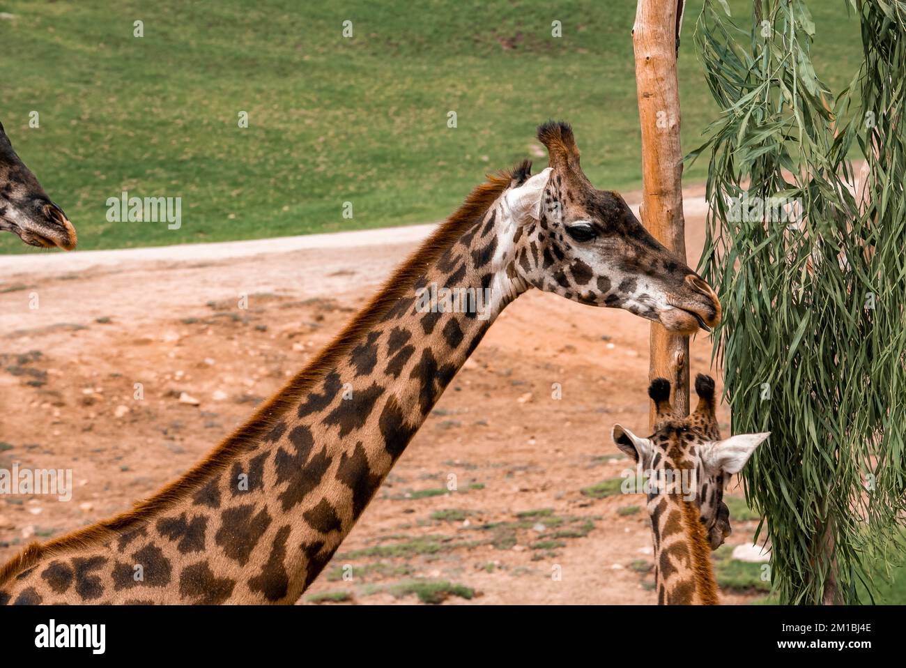 Giraffe and calf eating leaves of tree at Safari Park Stock Photo - Alamy