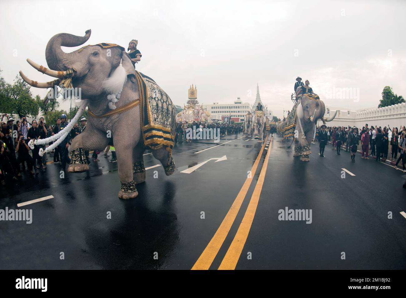 Eleven Elephants to look like white prostrate ,ascribe unto lamented ...