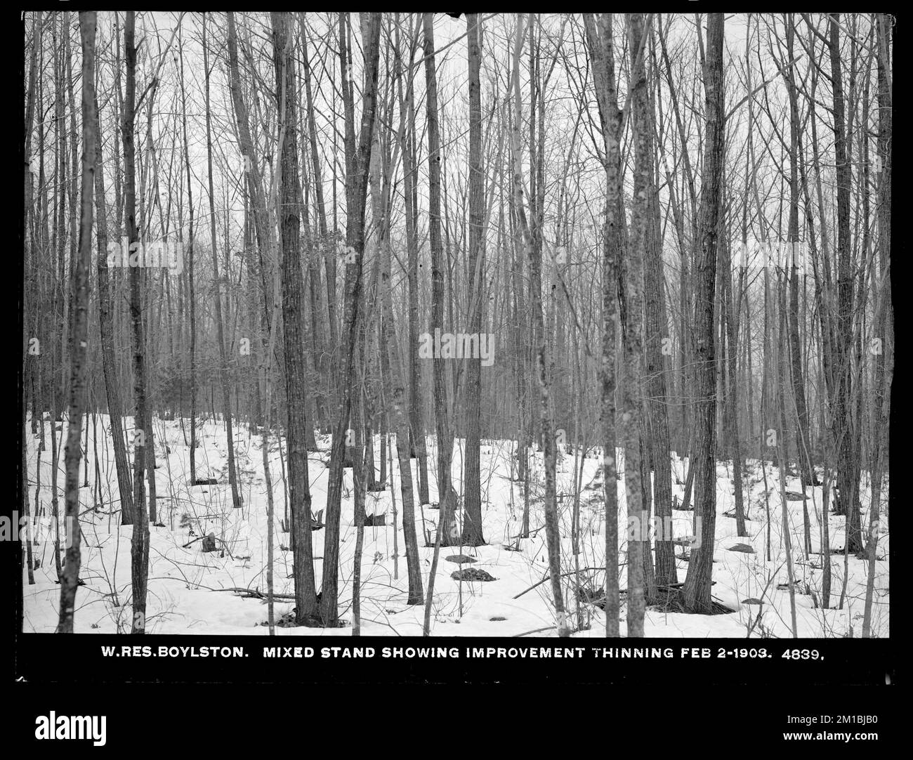 Wachusett Reservoir, mixed stand, showing improvement thinning ...