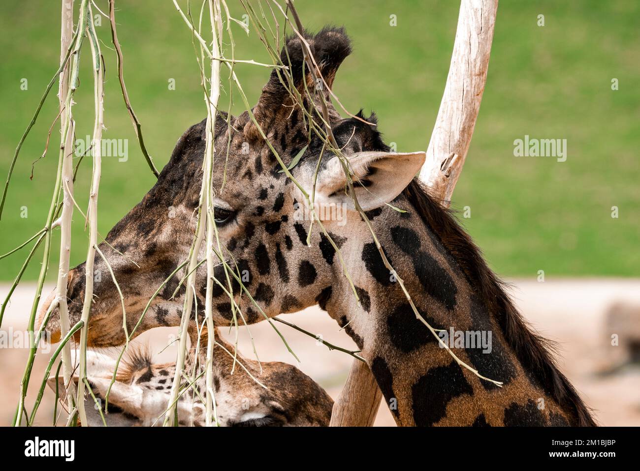 Giraffe eating twigs of tree at Safari Park Stock Photo - Alamy