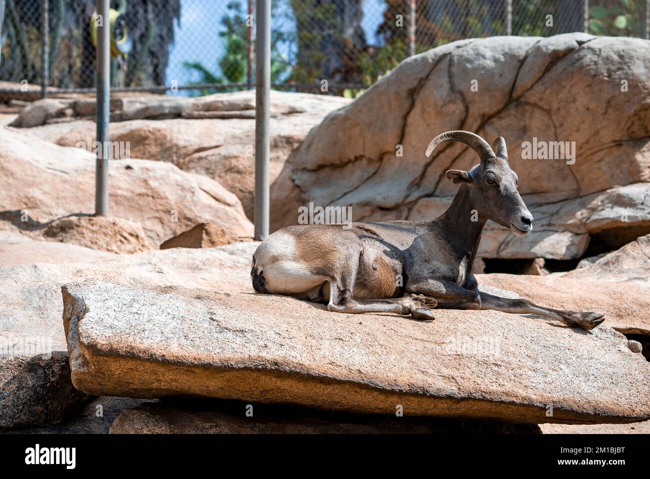Wild goat resting on rock at San Diego Safari Park Stock Photo - Alamy