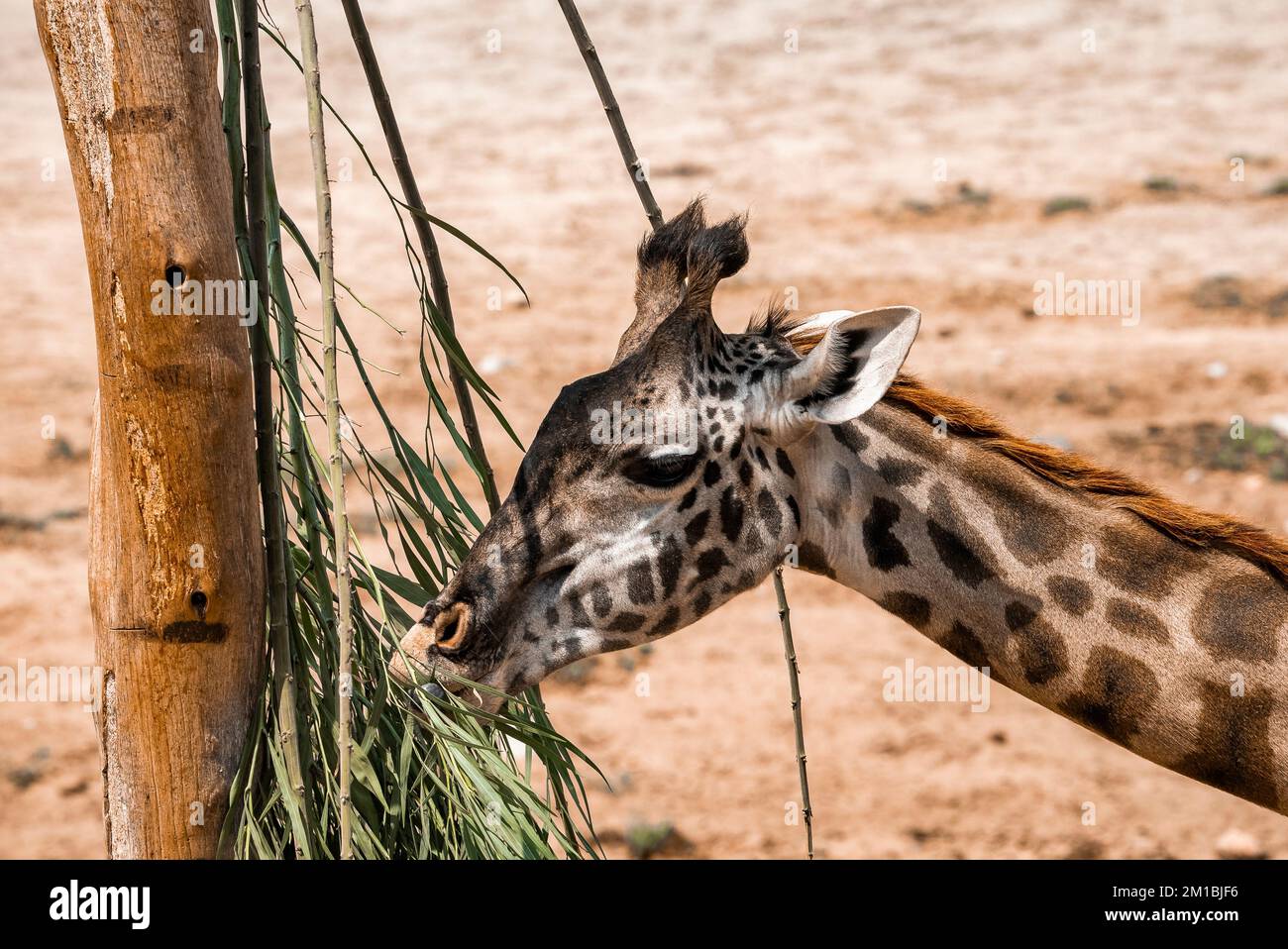 Giraffe eating leaves of tree at San Diego Safari Park Stock Photo - Alamy
