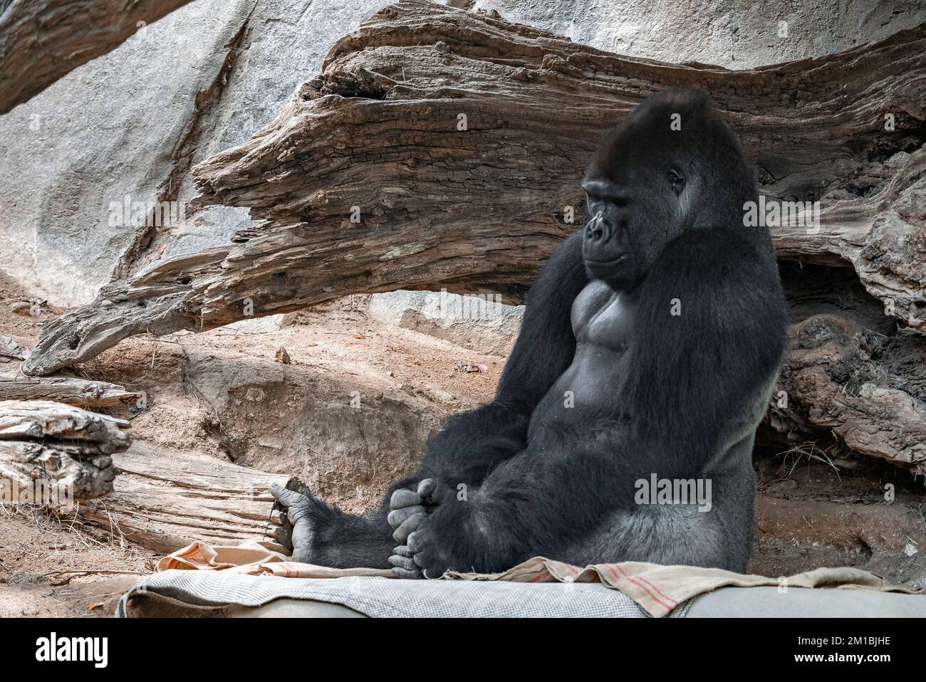 Gorilla sitting on rock hi-res stock photography and images - Alamy