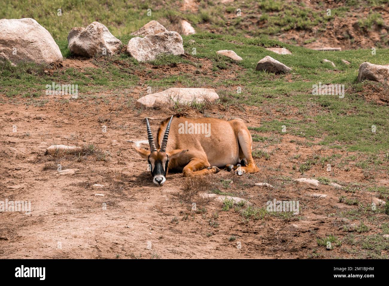 Roan antelope sleeping on field at Safari Park Stock Photo - Alamy