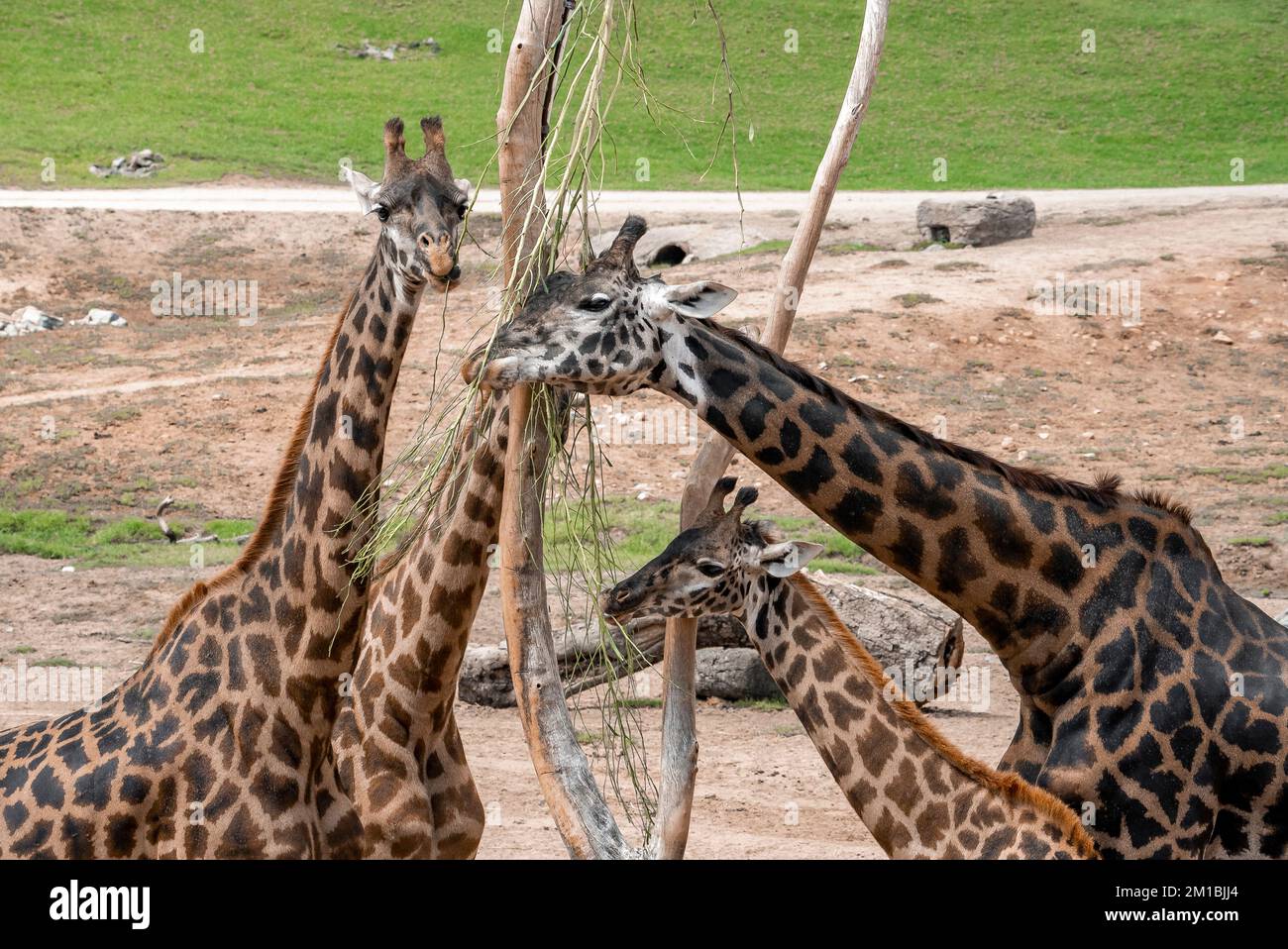 Giraffes eating twigs of tree at Safari Park Stock Photo - Alamy