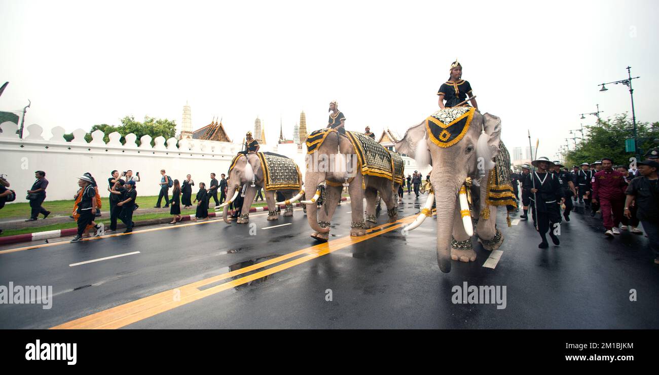Eleven Elephants to look like white prostrate ,ascribe unto lamented ...
