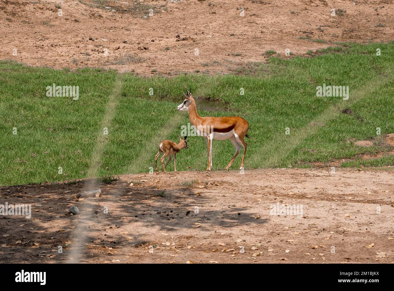 Springbok with calf at San Diego Safari Park Stock Photo - Alamy