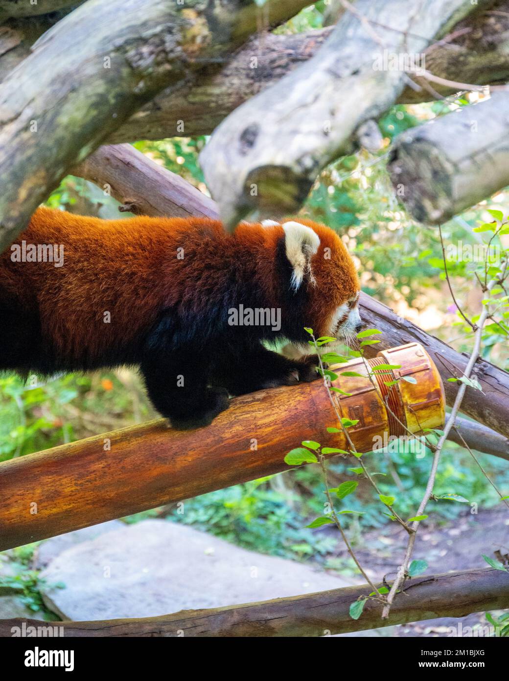 A red panda on tree branches in the wild Stock Photo - Alamy