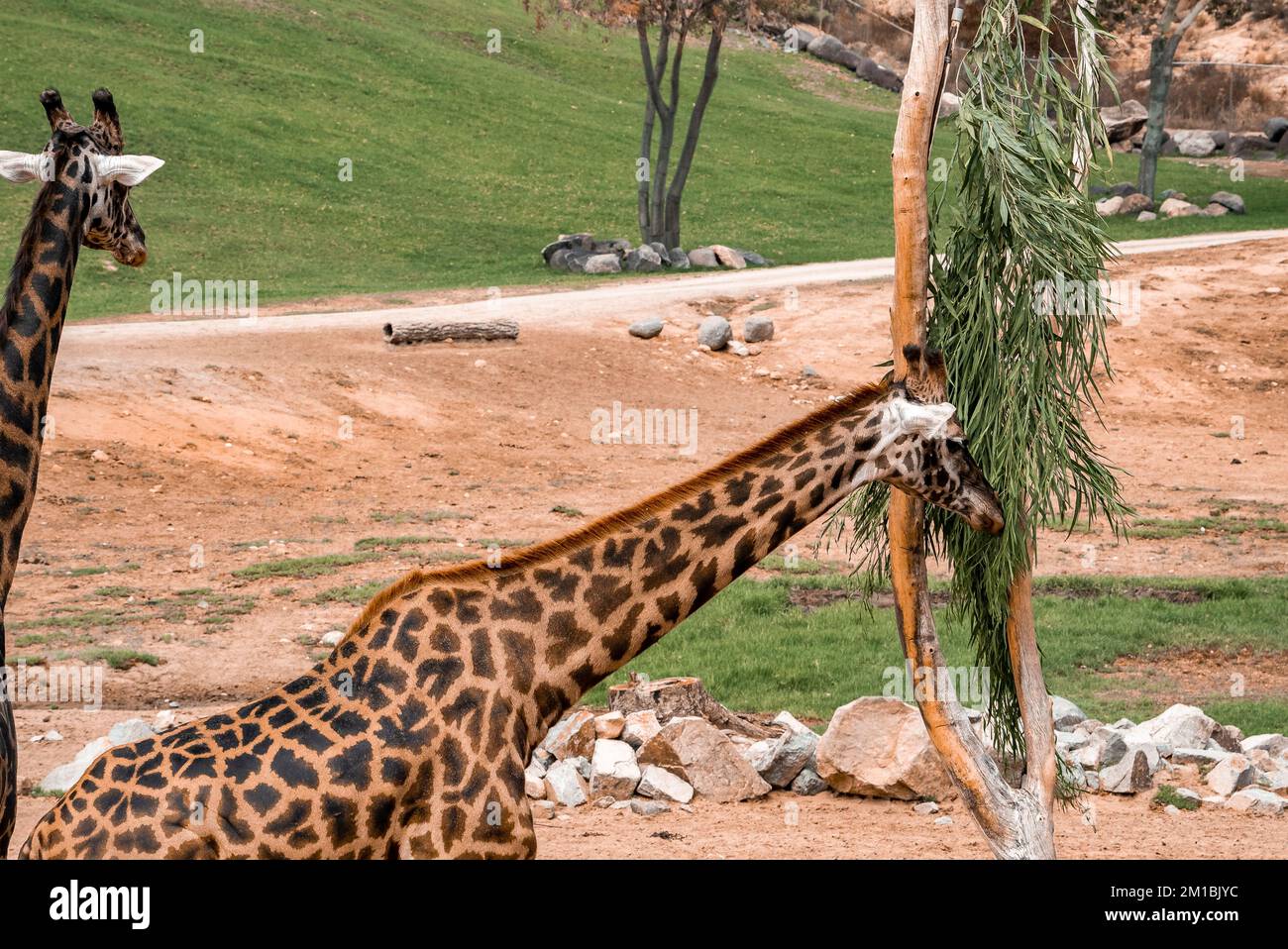 Giraffe eating leaves of tree at Safari Park Stock Photo - Alamy