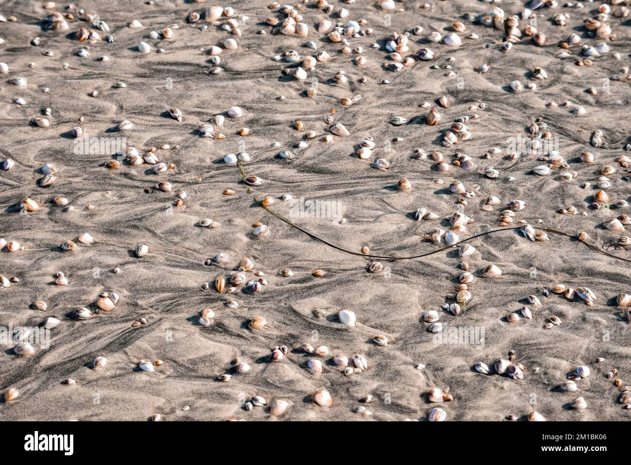 Wet beach sand seashells hi-res stock photography and images - Alamy