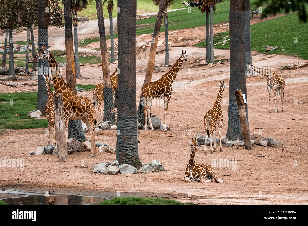 Giraffe and calves at San Diego Safari Park Stock Photo - Alamy