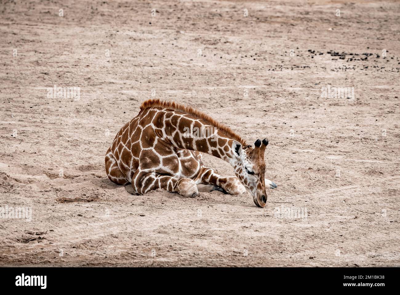 Giraffe Sleeping Lying Down
