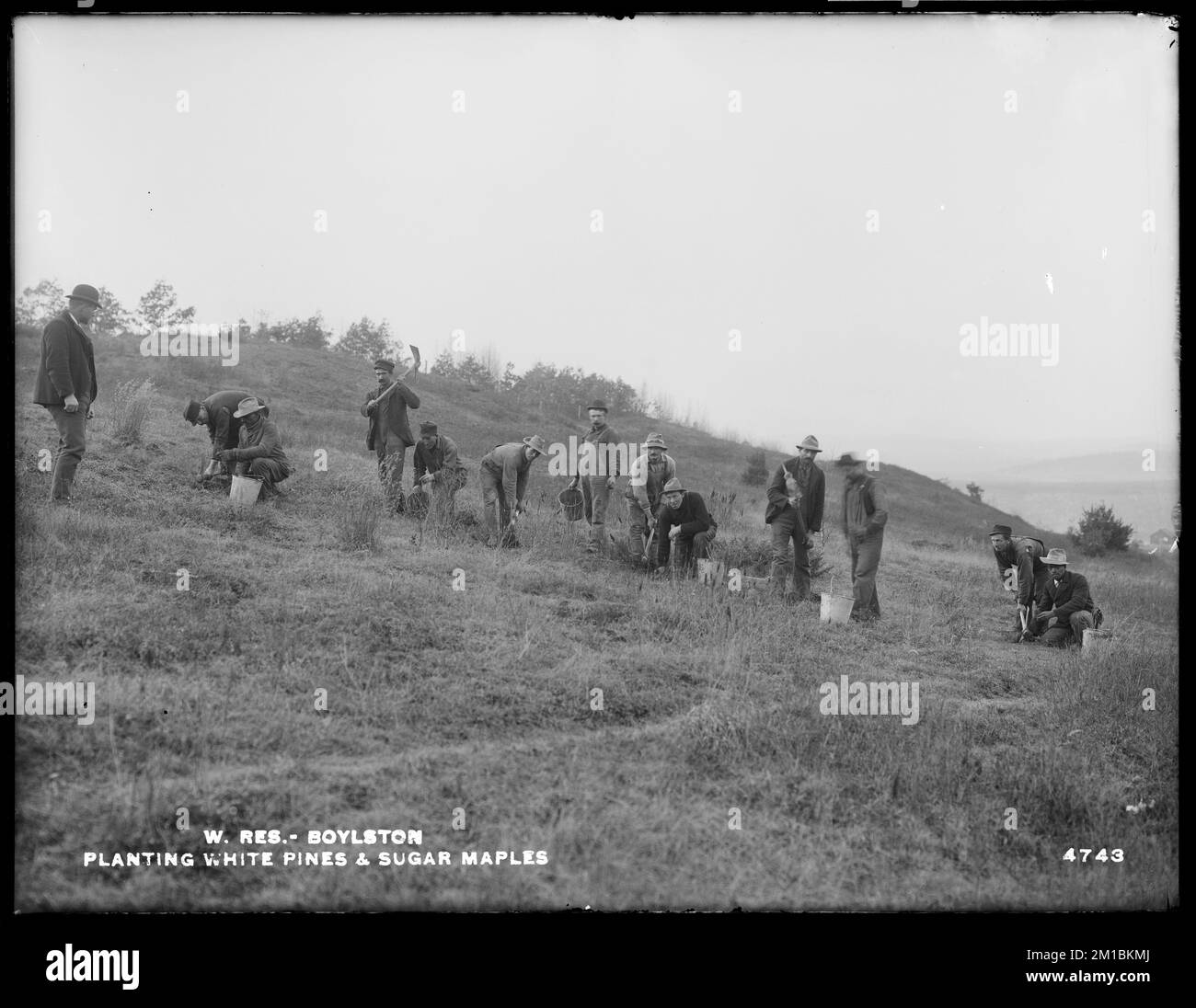 Wachusett Reservoir, planting white pines and sugar maples, Boylston ...