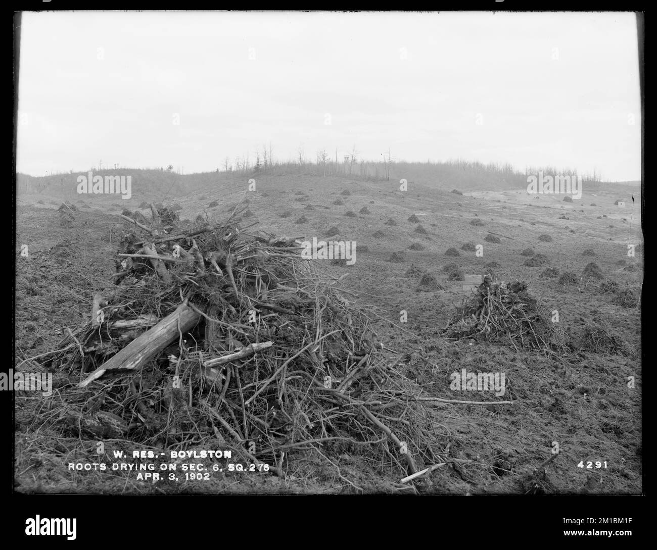 Wachusett Reservoir, roots drying on Section 3, square 276, Boylston ...