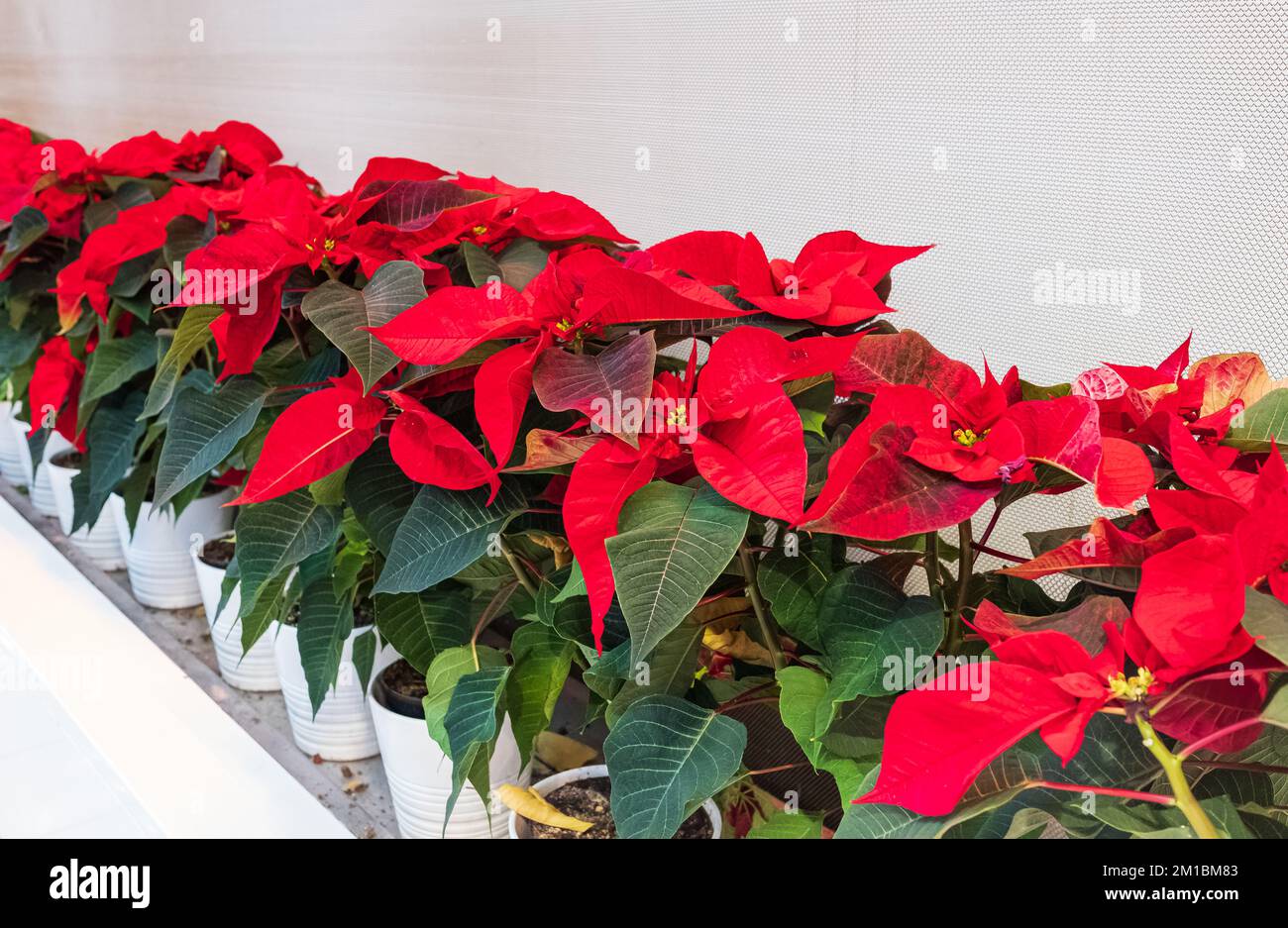 Closeup of red poinsettia flowers Euphorbia pulcherrima. Red poinsettia ...