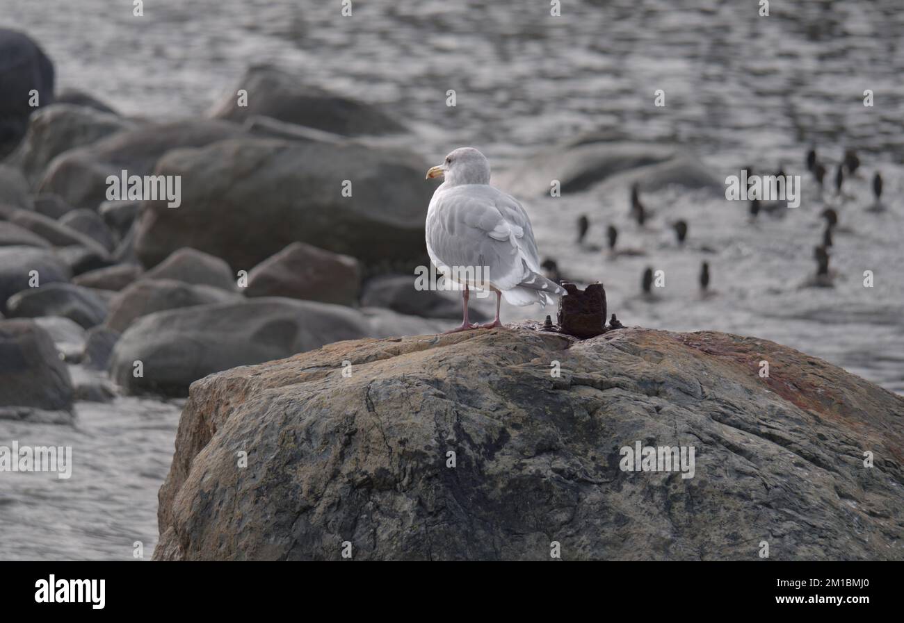 A seagull perched on a rock during a cloudy winter's day at Whytecliff ...