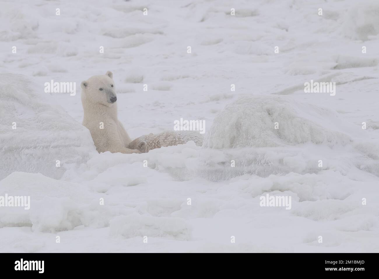 Polar Bear Nursing, Hudson Bay, MB Stock Photo - Alamy Polar Bear Nursing, Hudson Bay, MB Stock Photo - Alamy