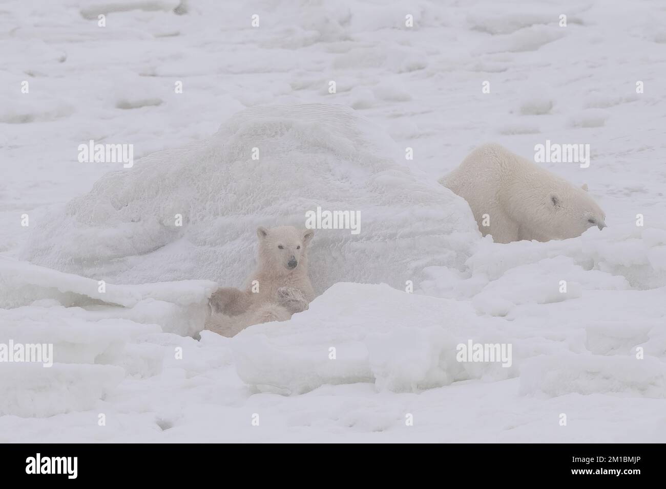 Playful Polar Bear Cub, Hudson Bay, MB Stock Photo - Alamy