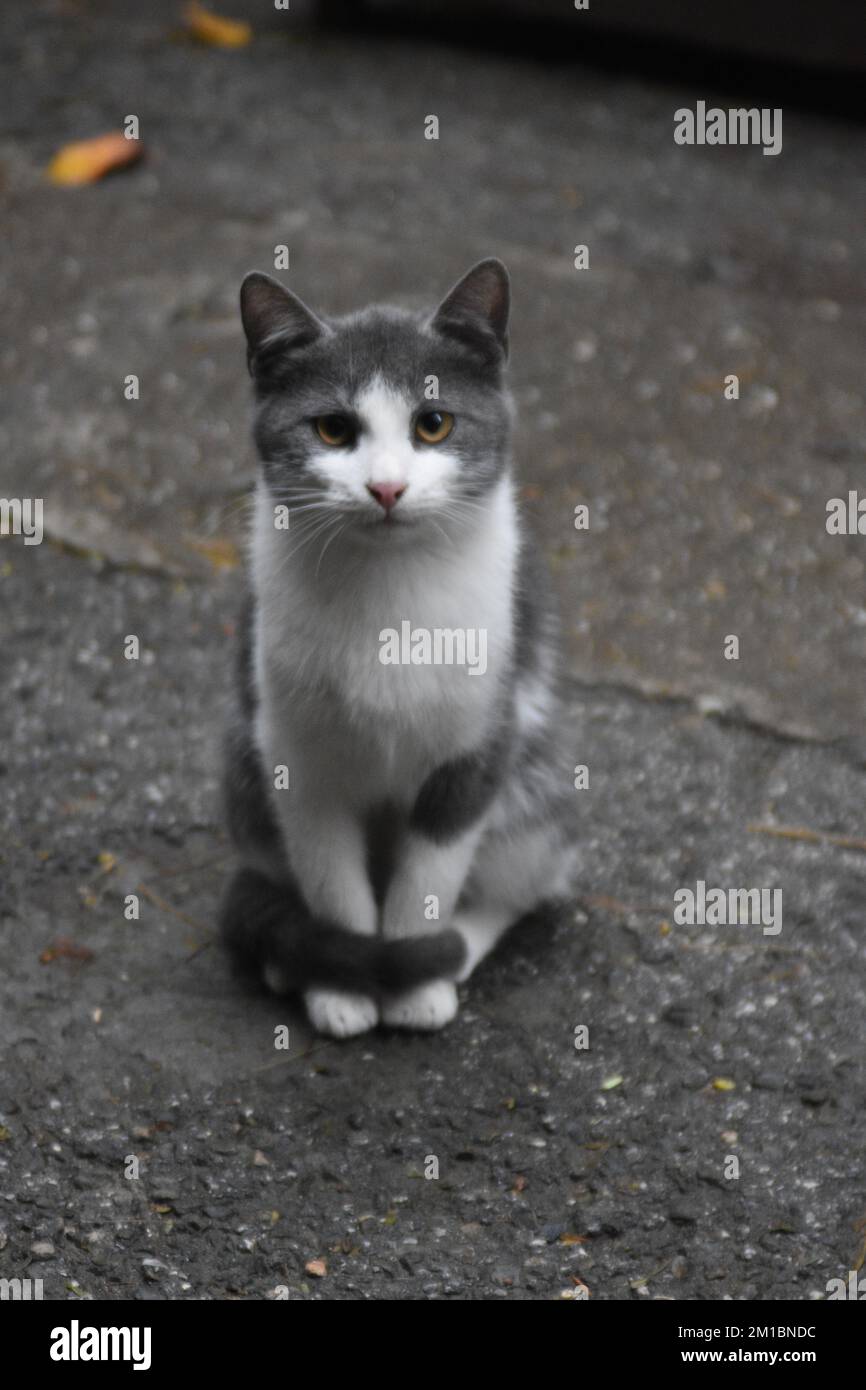 gray and white cat Stock Photo - Alamy