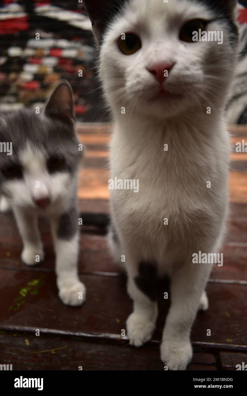 Lens lover hi-res stock photography and images - Alamy