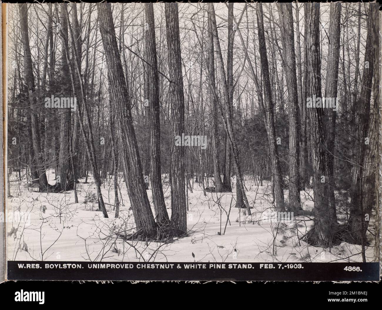 Wachusett Reservoir, unimproved chestnut and white pine stand, Boylston ...