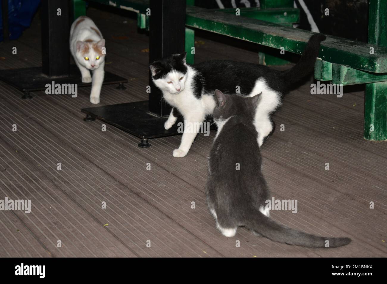 ginger-white, gray-white and black-white cats playing Stock Photo - Alamy