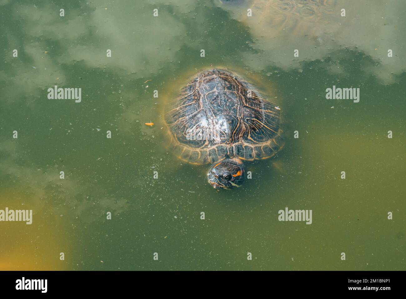 Red Eared Terrapin, trachemys scripta elegans Stock Photo - Alamy