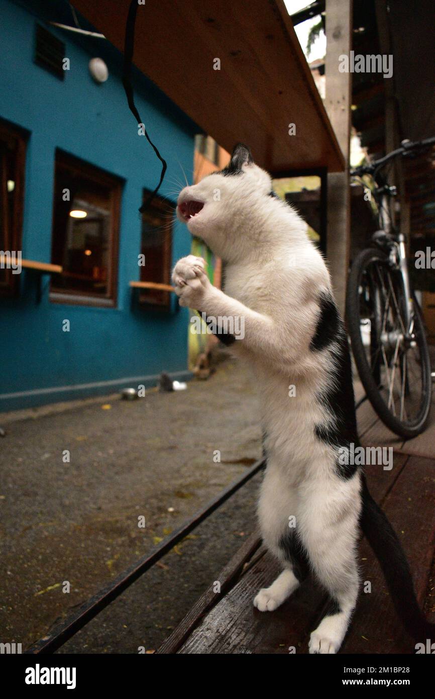 Black and white colored cat on his back legs Stock Photo - Alamy