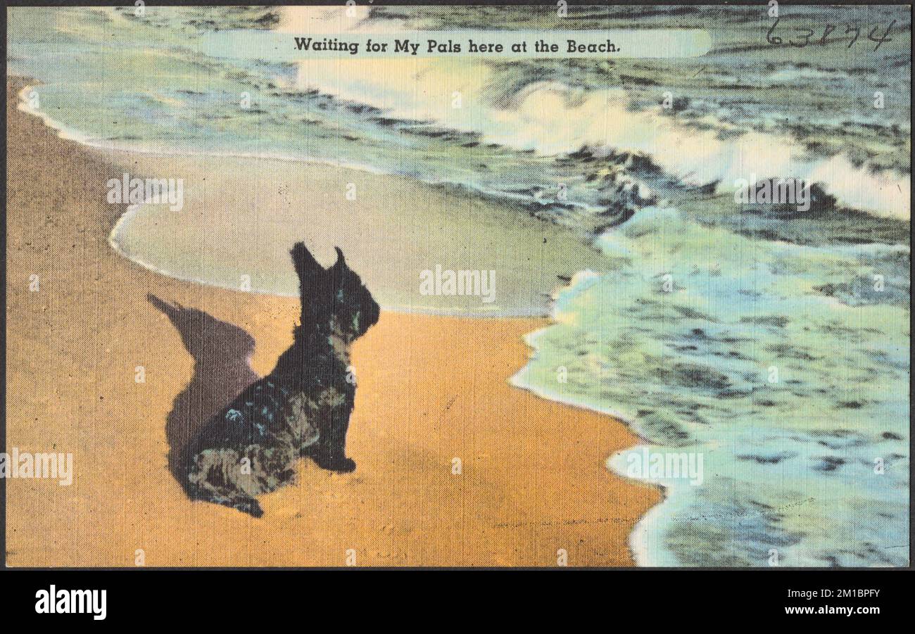 Waiting for my pals here at the beach , Beaches, Dogs, Tichnor Brothers ...