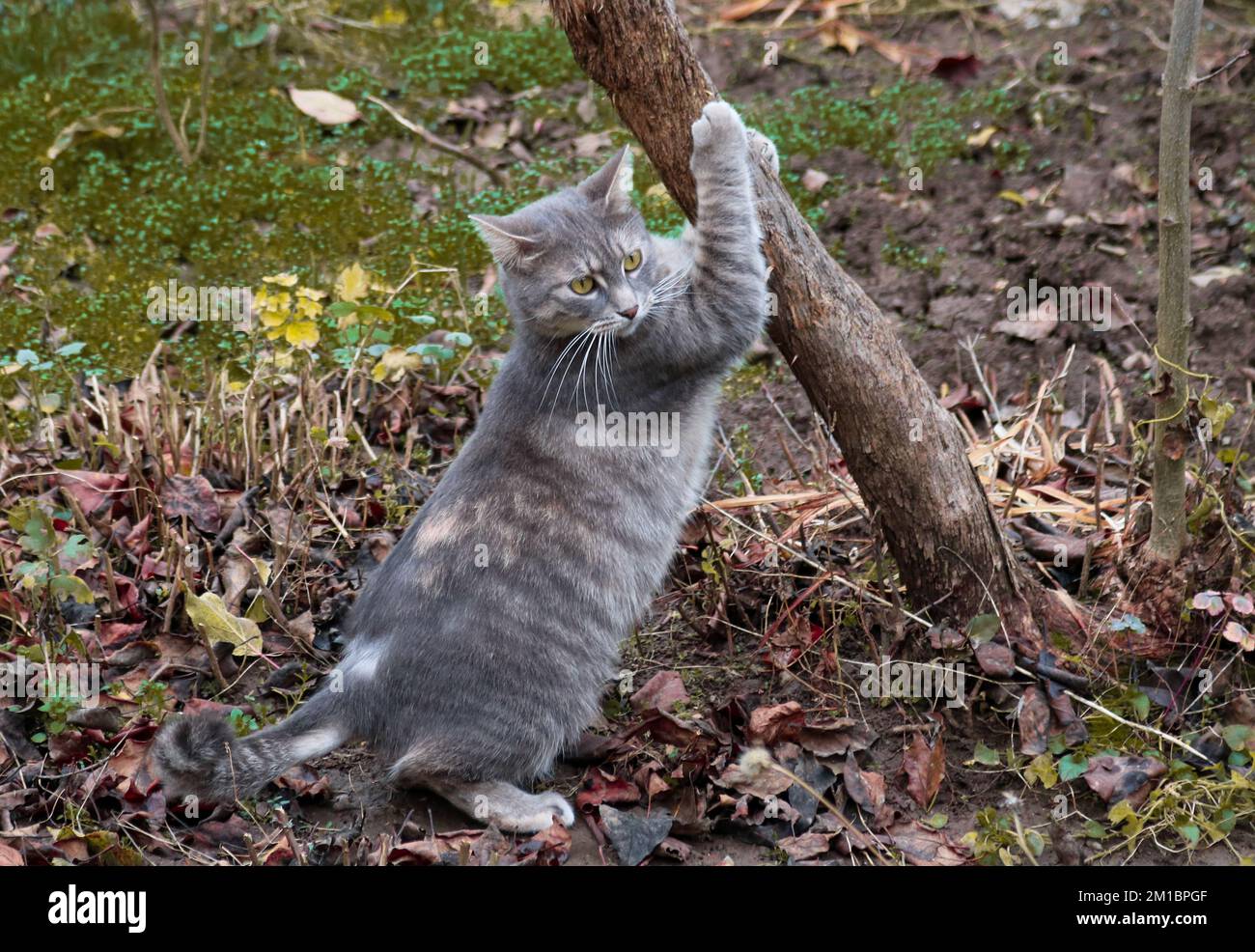 Playful tabby kittens hi-res stock photography and images - Alamy