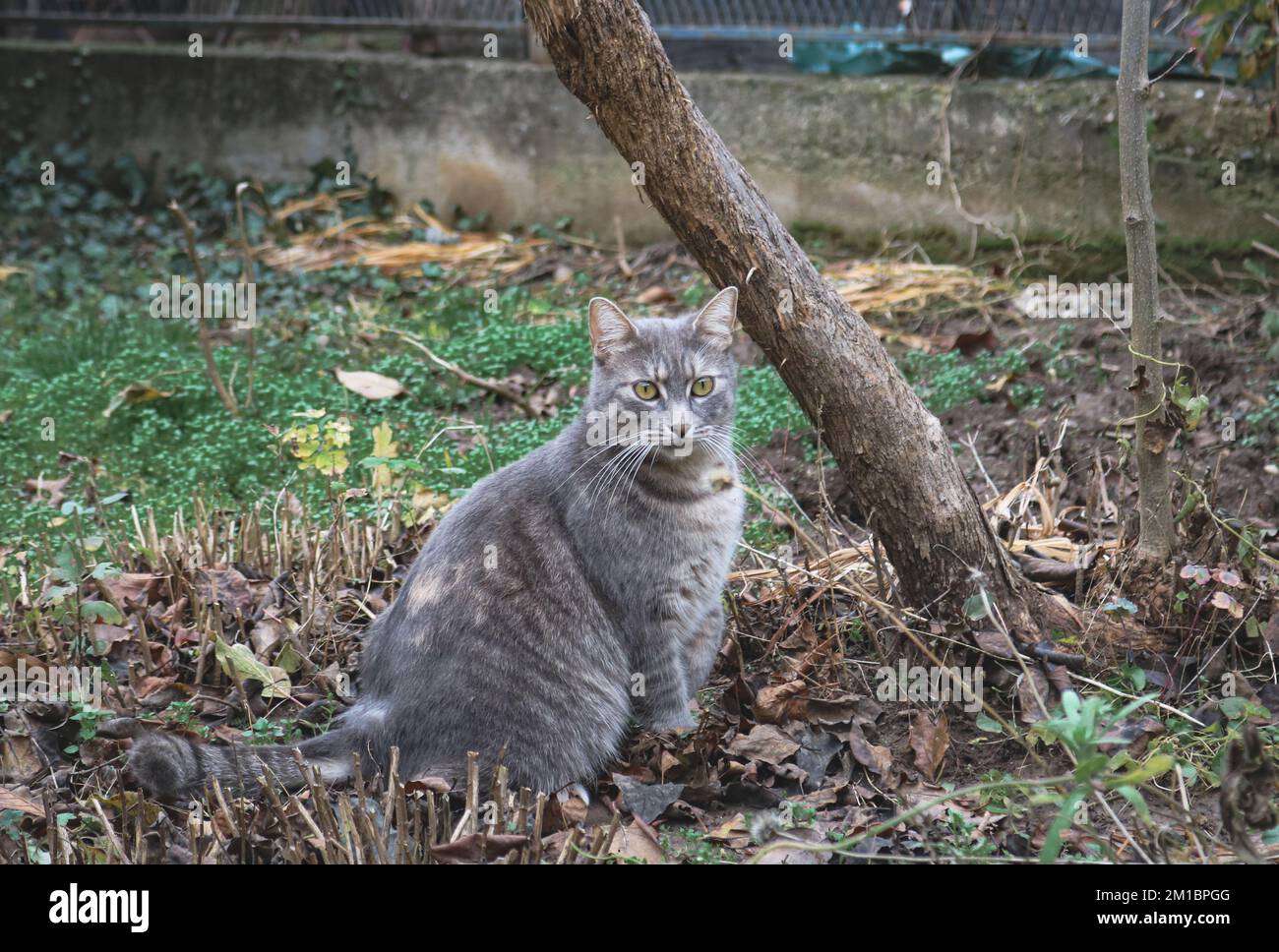 Tabby animals hi-res stock photography and images - Alamy
