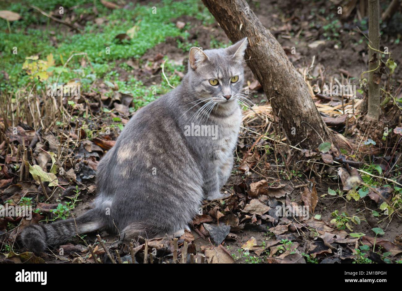 Tabby animals hi-res stock photography and images - Alamy